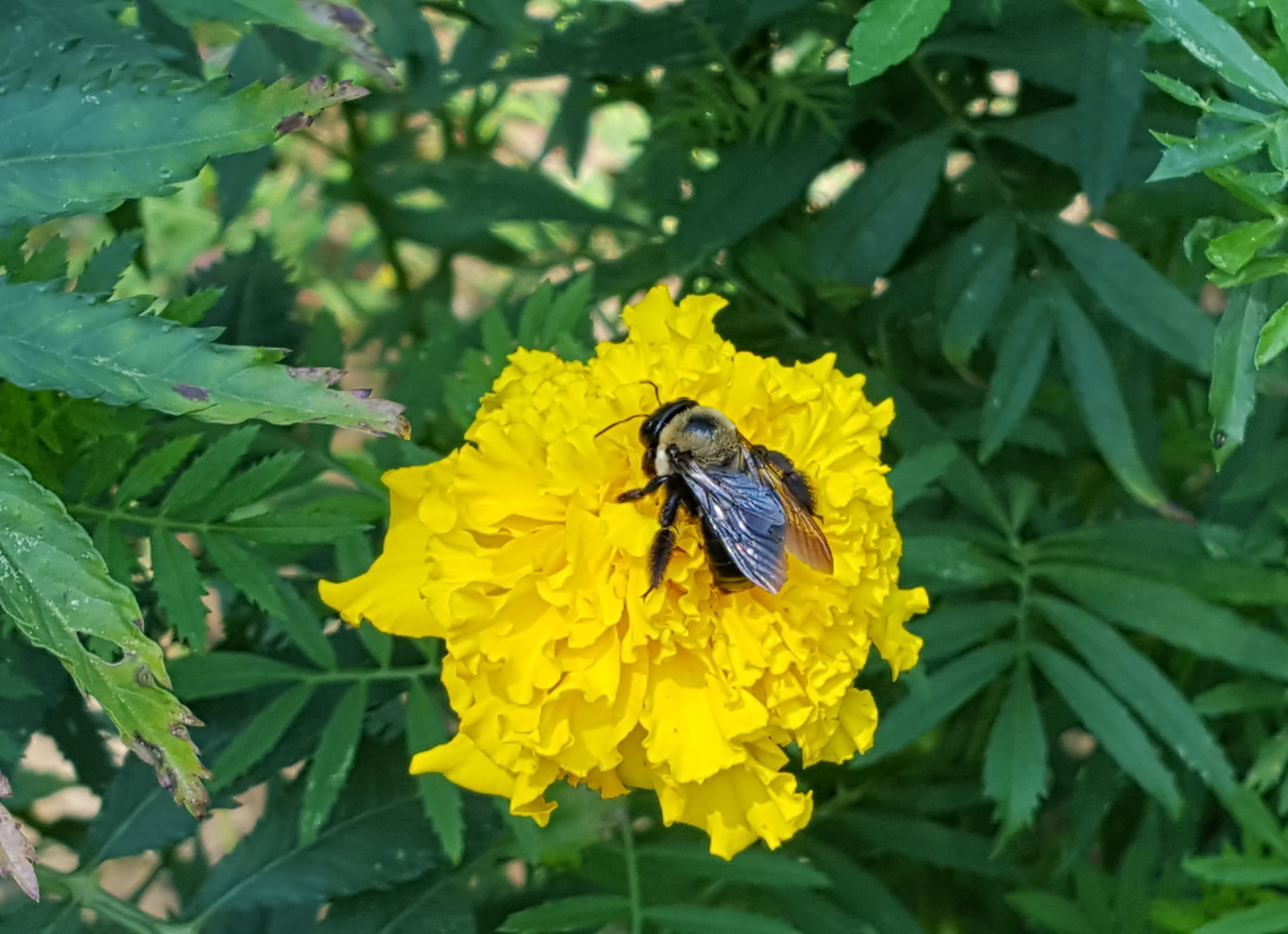 People Are Training Bees to Play Soccer! | Married with Bees