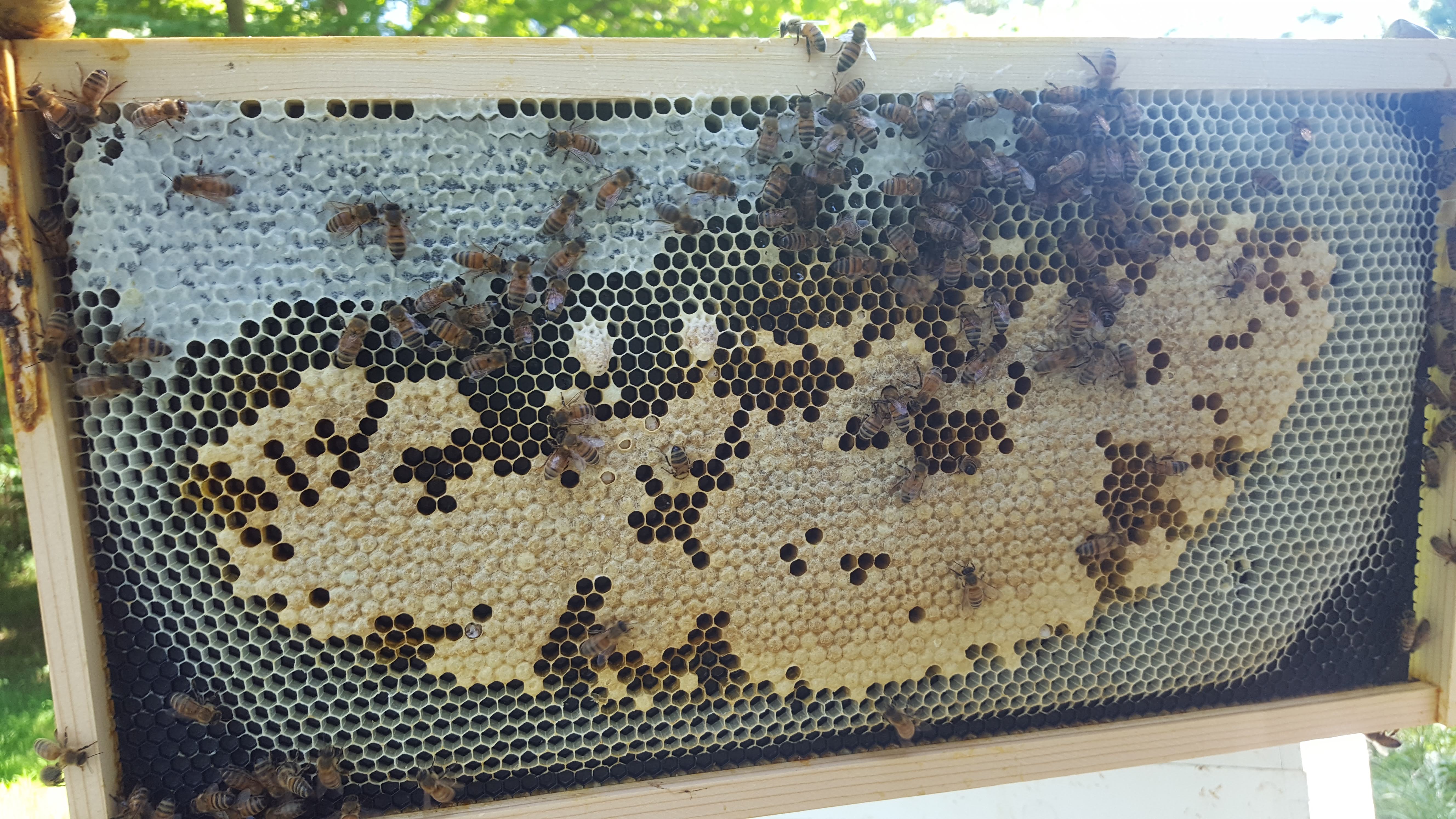 Fumagillin-B: The Honey Bee Meets the Supply Chain | Married with Bees