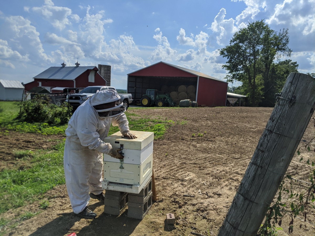 Bee Update for 2020 | Married with Bees