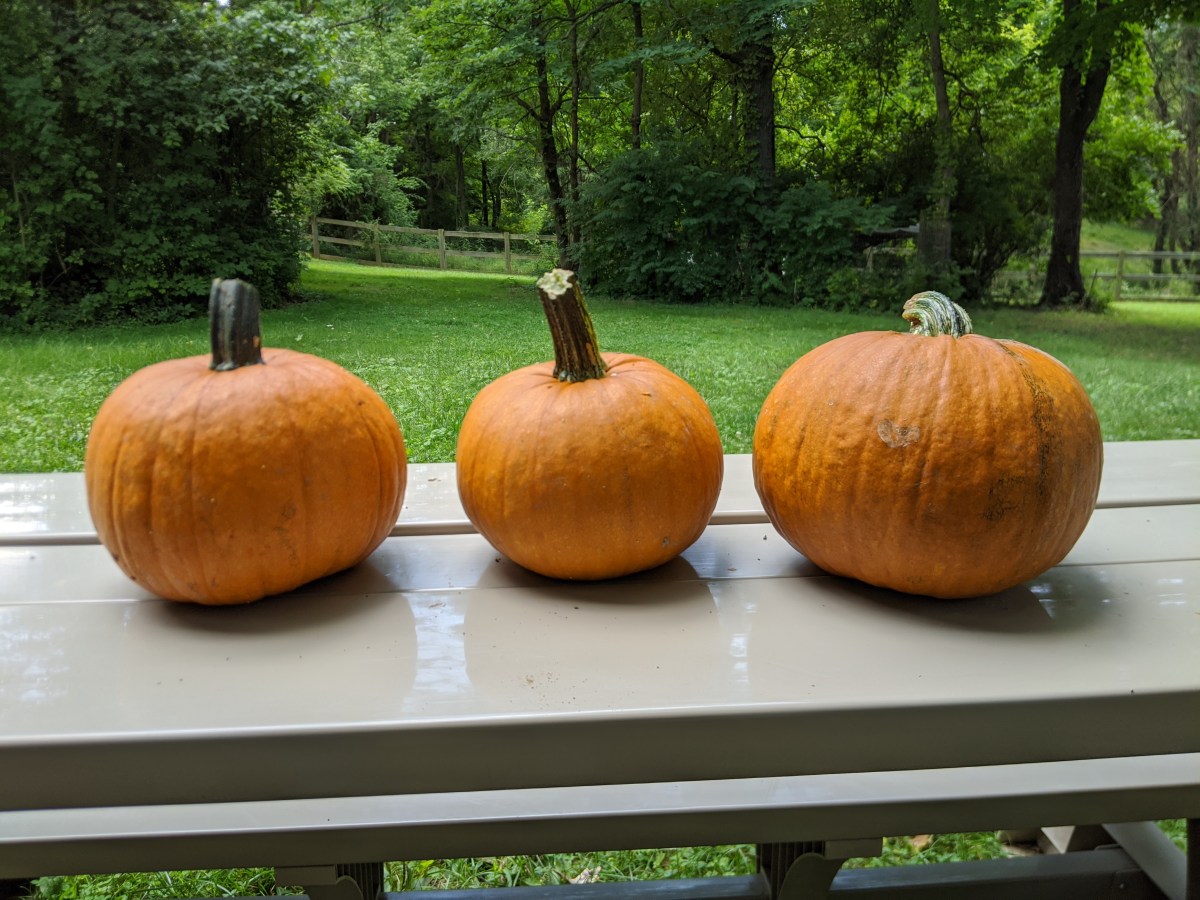 How I’m Eating 40 Pumpkins This Year | Married with Bees