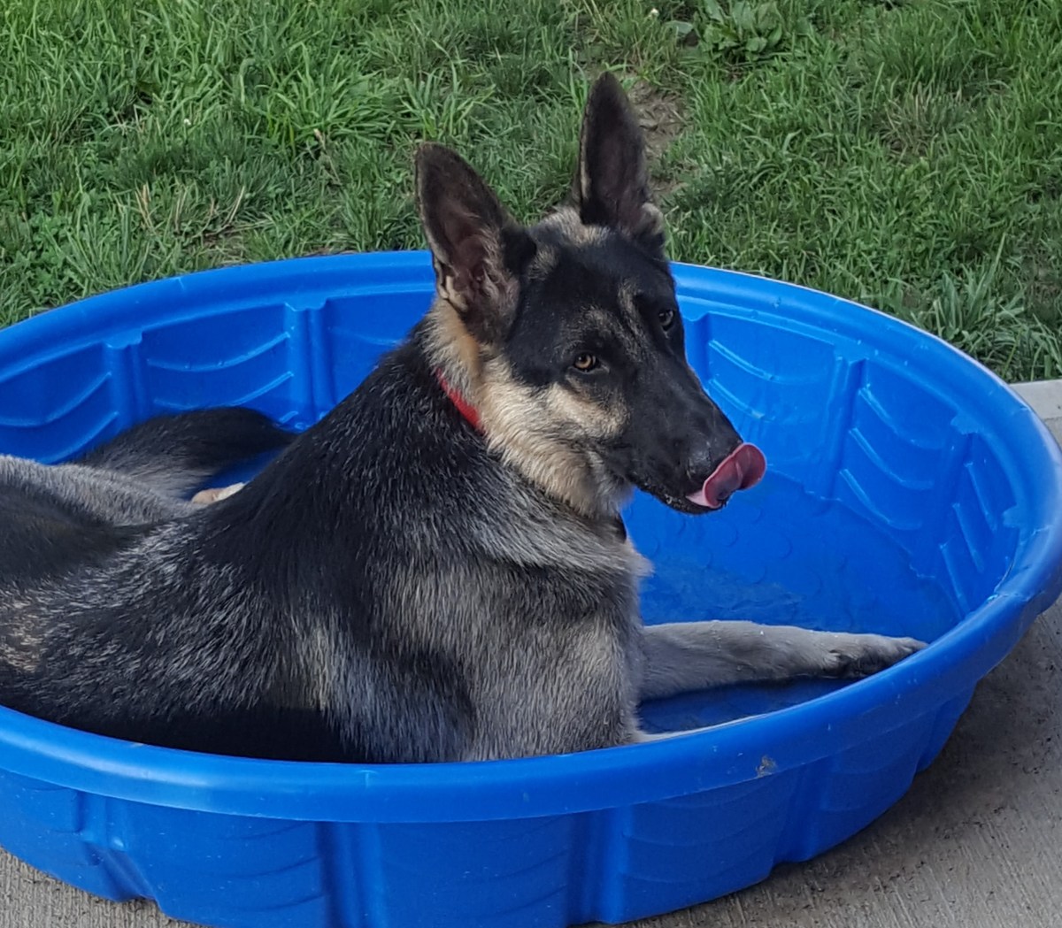 Lessons from a German Shepherd | Married with Bees